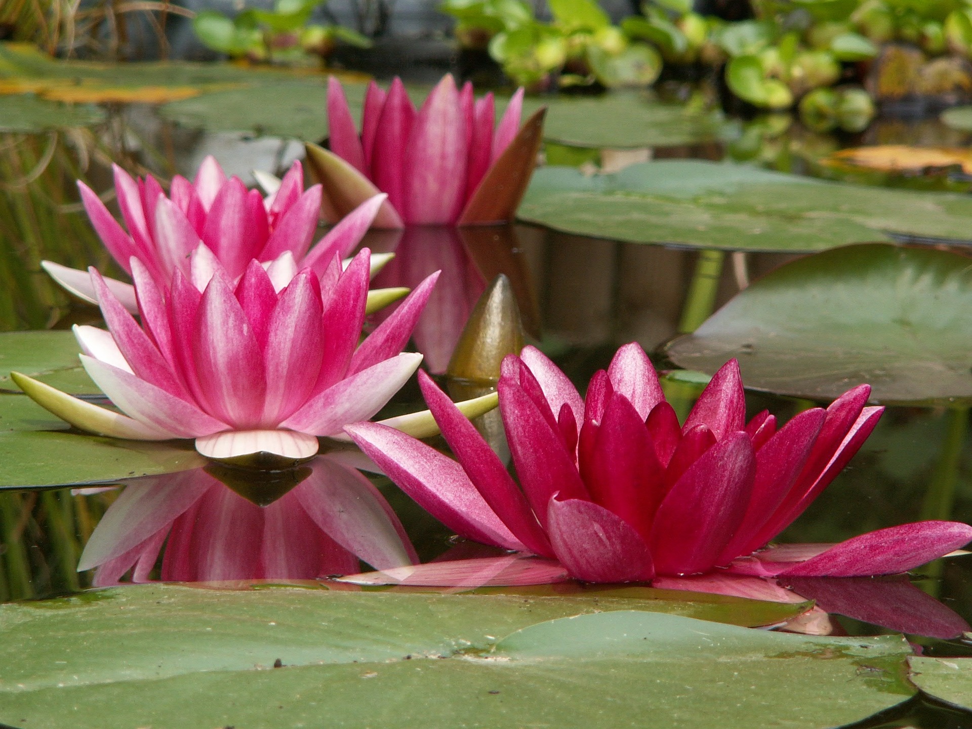 How Do You Build A Fish Pond Step By Step