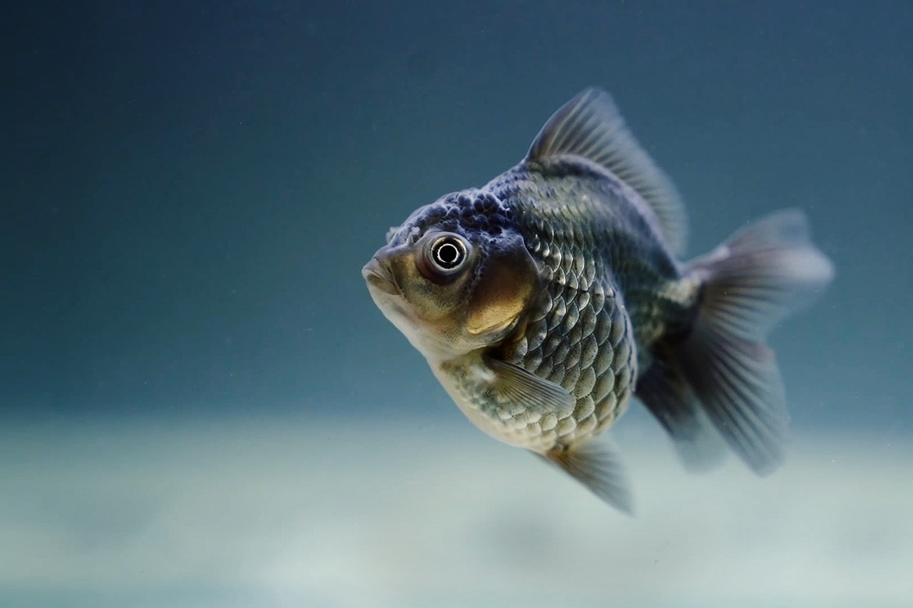 How To Effectively Treat Dropsy In Pond Fish - Fishpond Store